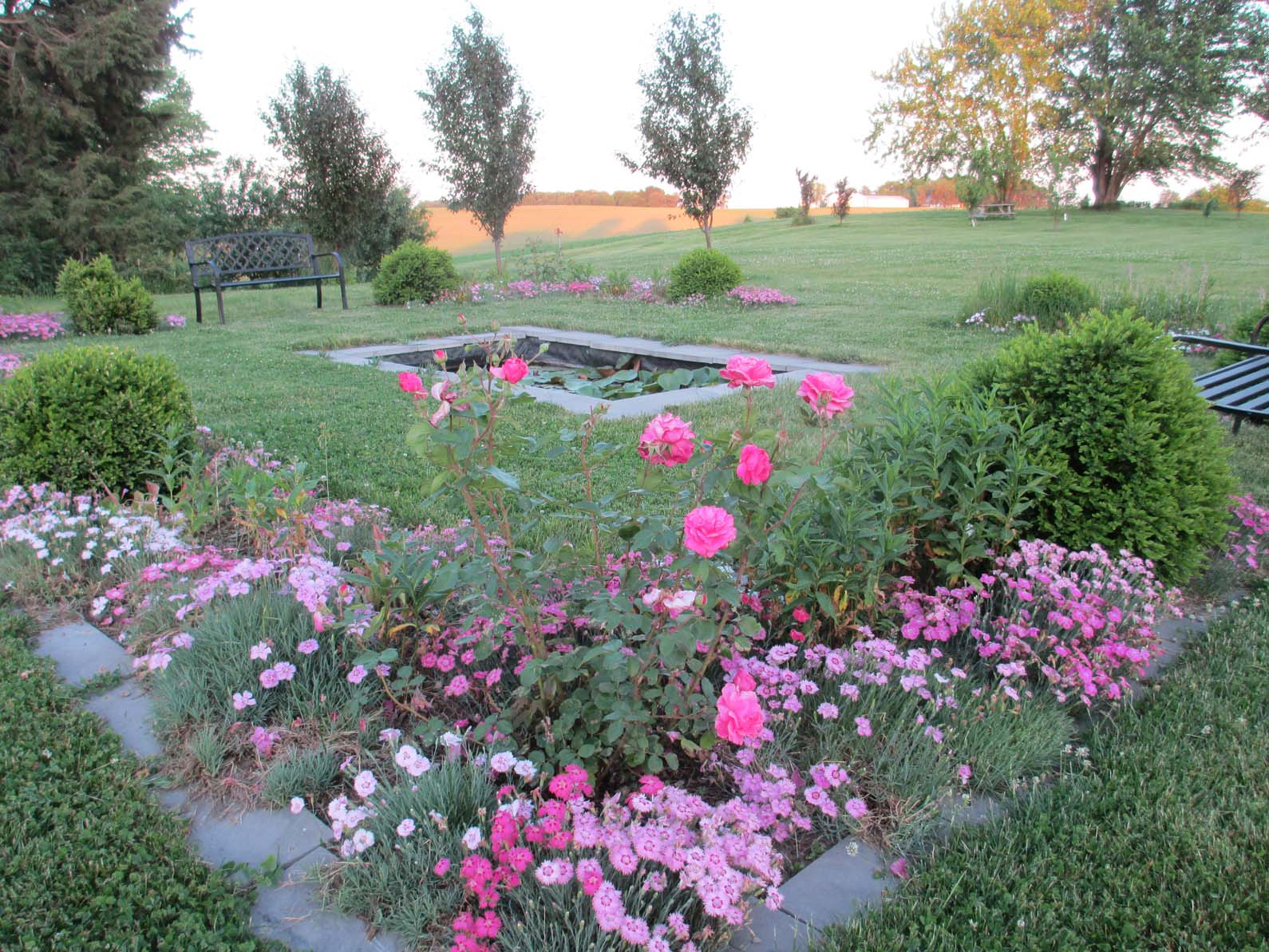 Garden Fancy: Early June Flowers