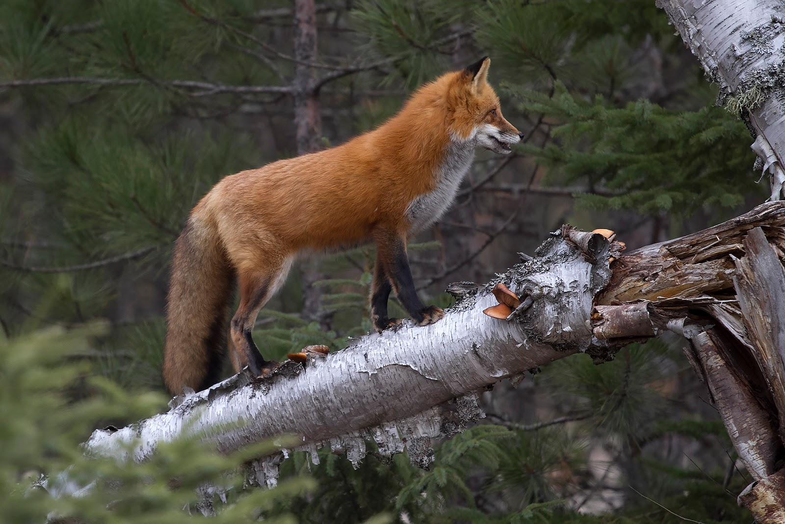 Ann Brokelman Photography: Red Fox climbing a tree!!!!