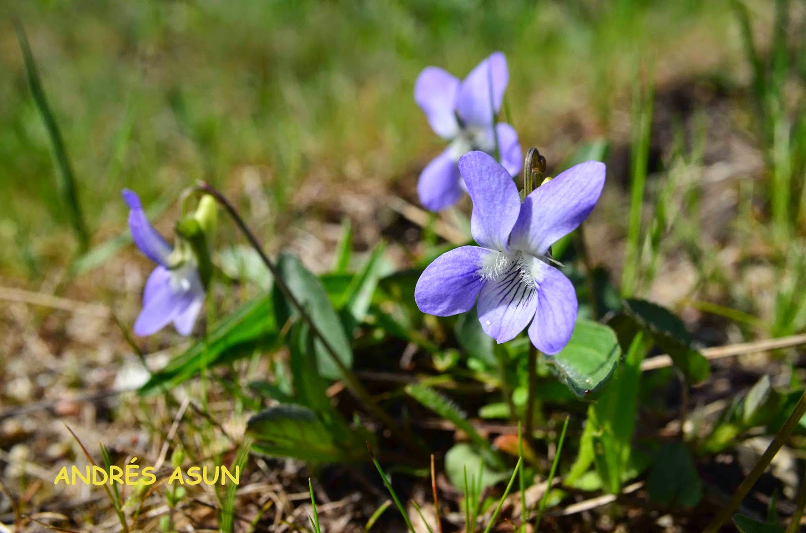 Flores silvestres de la Cordillera Cantábrica: VIOLACEAS - Violaceae