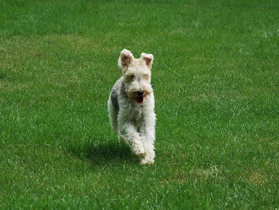 Scruffy, Lacie and Stan's Place: RATS, We're BACK!!!!!