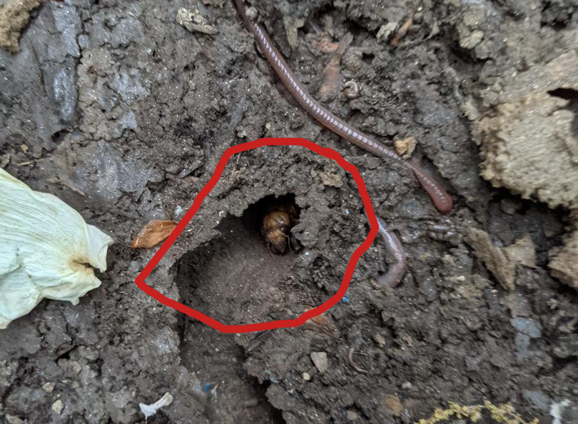 Robert Dyer @ Bethesda Row: First Brood X cicada emerges in Bethesda ...