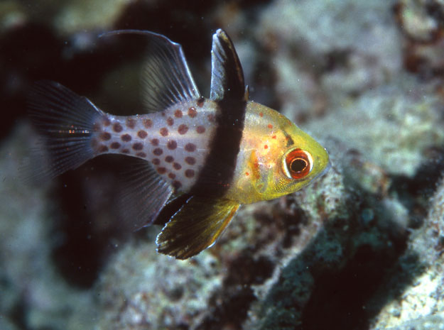 Cardinalfish - Fishes
