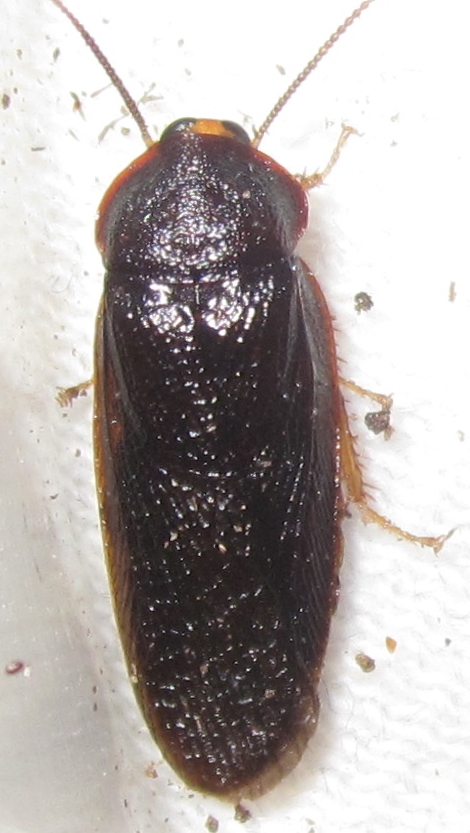 Invertebrate Dude: Some "Meh" Quality Perisphaerus Pics