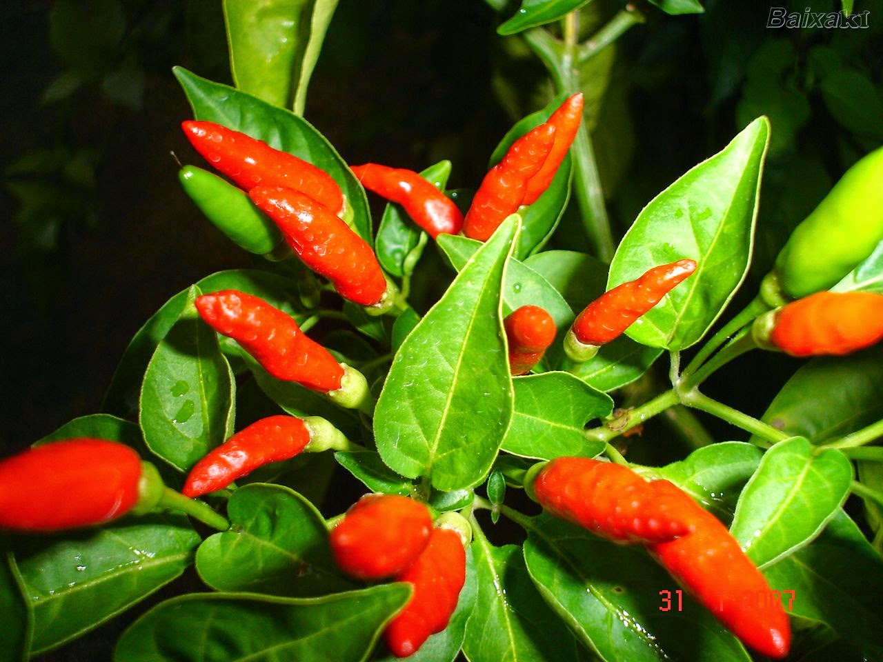 Documentalium: Pimenta Malagueta