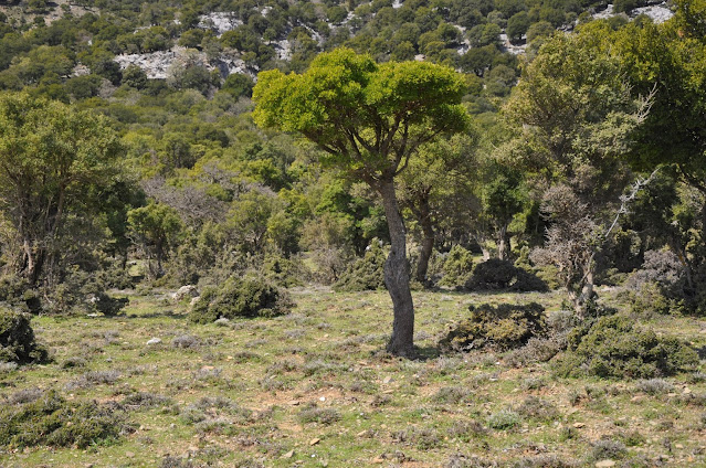 Rouva Forest and Gorge- Crete