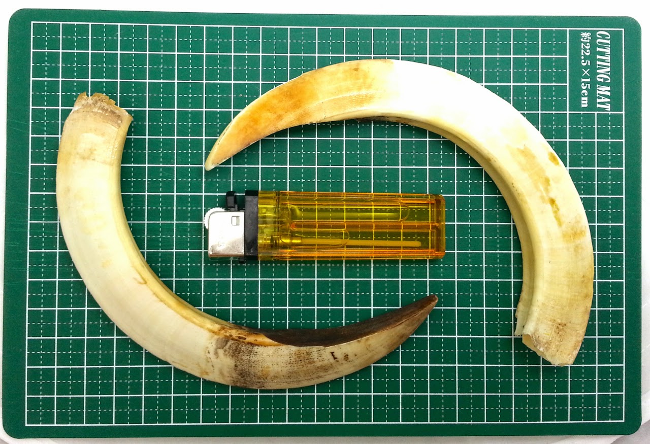 Thai Amulet Gallery Dayak Wild Boar Tusks