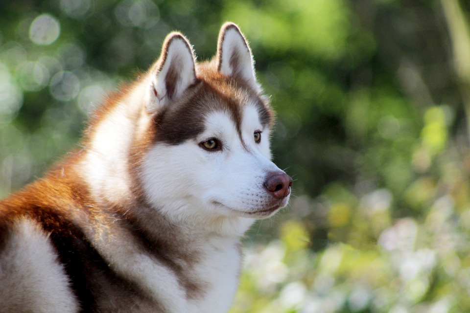 ANIMALS TIME : Siberian Husky Dog (Gallery 9)
