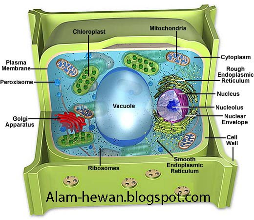Fungsi Vakuola – Jati.id