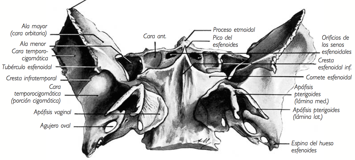 Morfofunción: Cabeza y cuello: Esfenoides