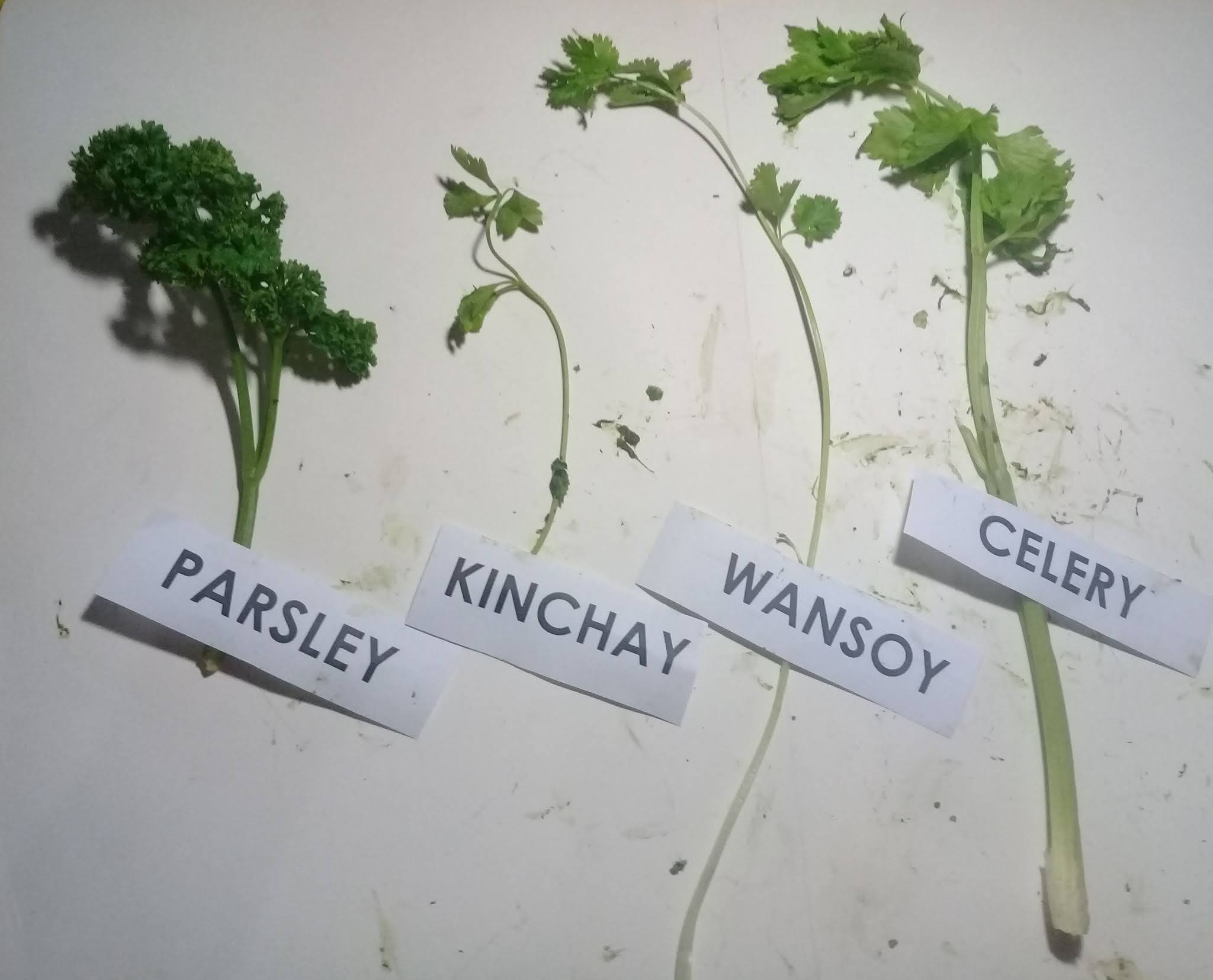 My Body. My Life . My Decision.: Are parsley and kinchay / kintsay the ...