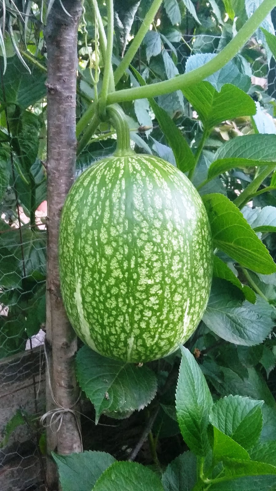 Terra e Sementes: Chilas