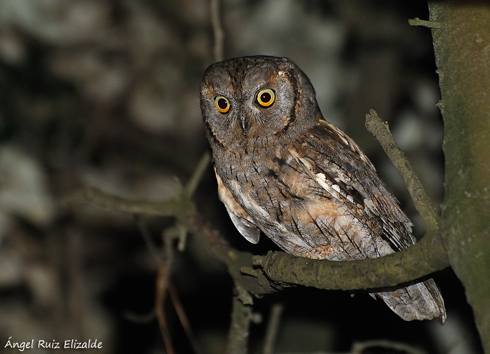 Aves de la Ría de Ajo: Autillo europeo (Otus scops) en Ajo...