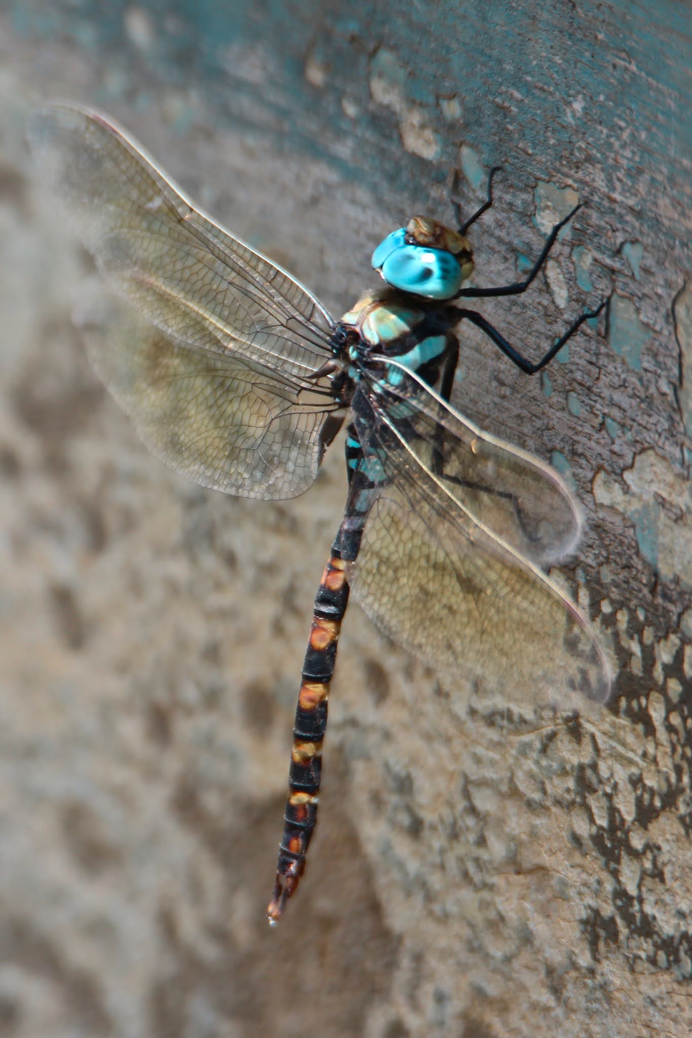Magnificent Emperor Dragonflies are Remarkably Large