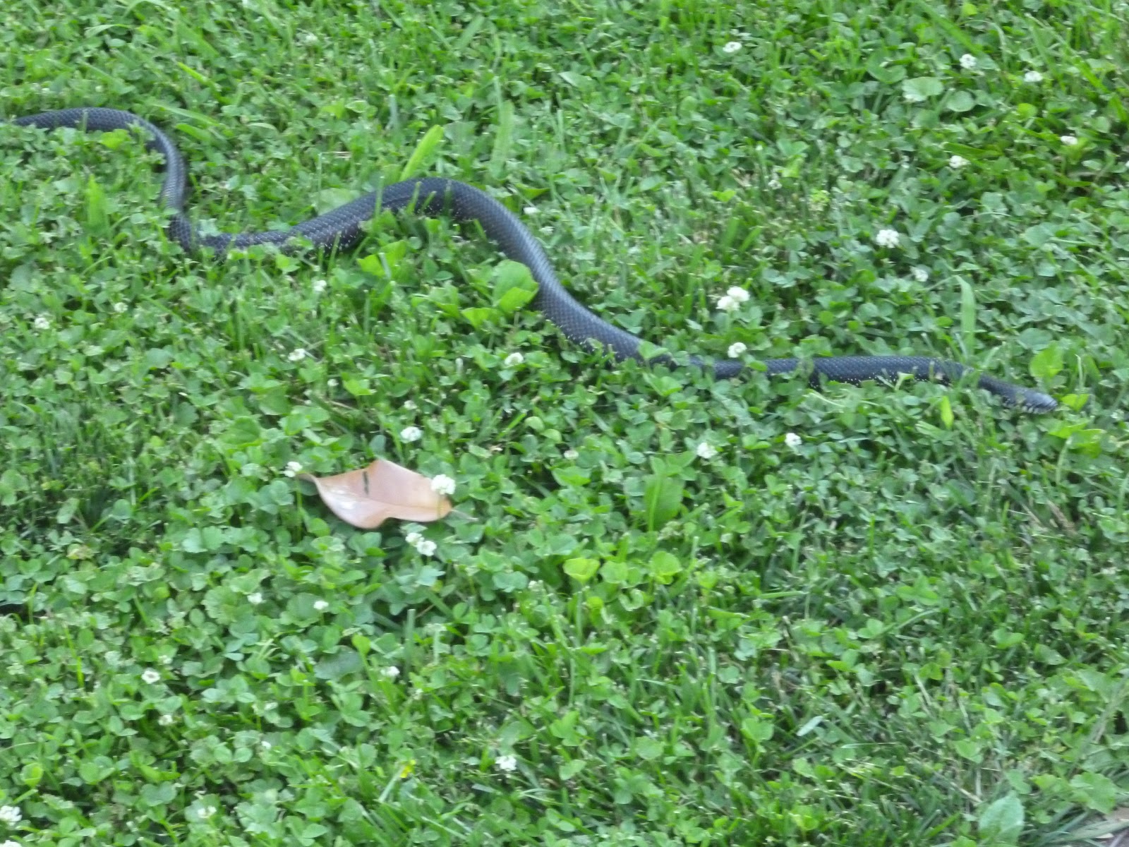 darlaville: sss = snake