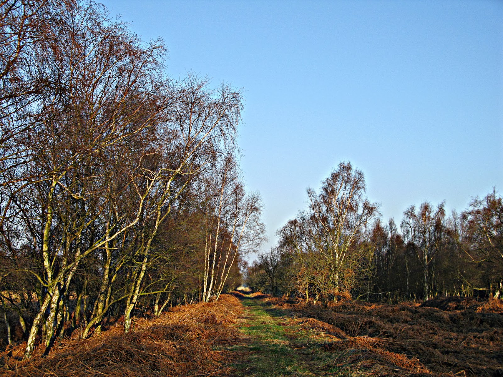 Steve's Birding And Wildlife Blog.: March 2014