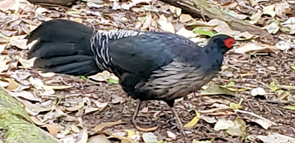 KALIJ PHEASANT