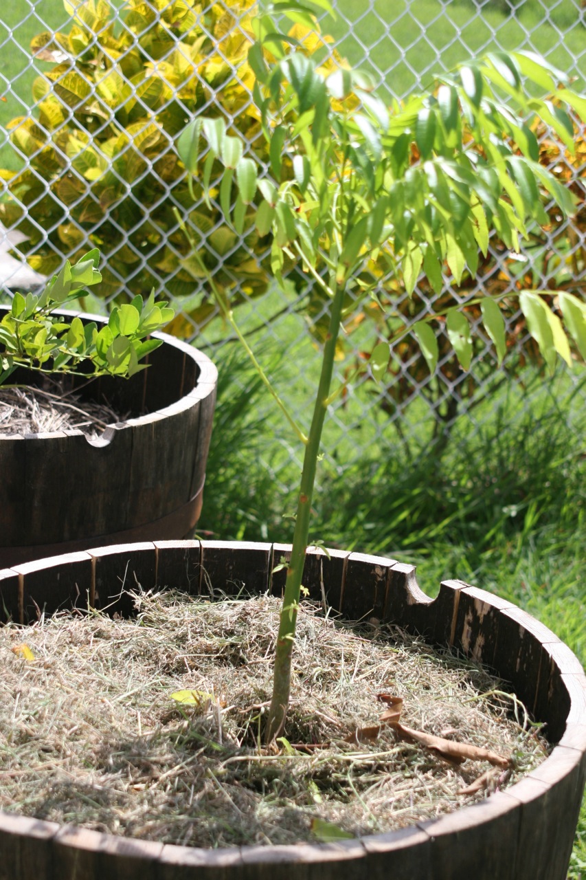 My Tropical Organic Garden: Pommecythere (dwarf variety) (Old photos)