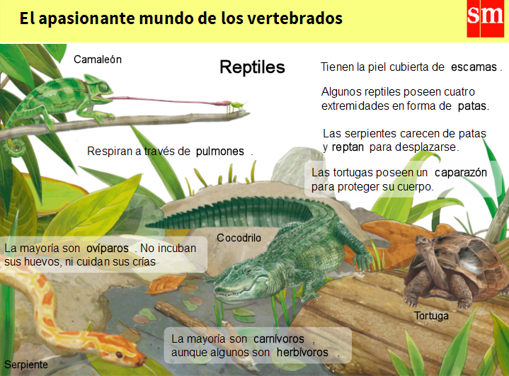 BLOG DE CUARTO DE PRIMARIA: enero 2015