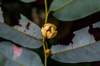 Pondoland C.R.E.W. Blog: A second visit to the Lower Smedmore forests