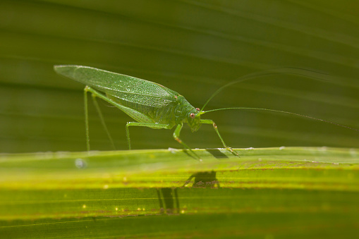 15 Rarest Insects in the world | Rarest Bugs in world | Food | lifespan ...