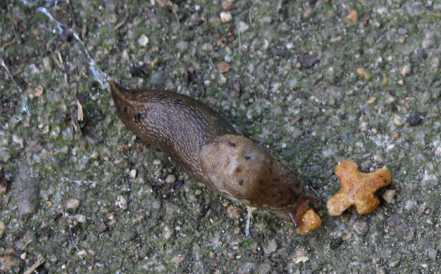 My Temple of Nature: Slug Slime