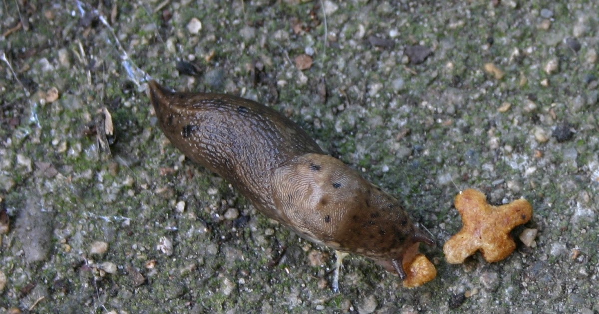 My Temple of Nature: Slug Slime