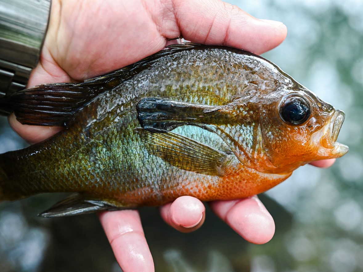 Redbreast Sunfish