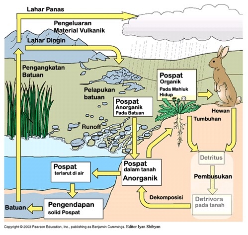si ijo: SIKLUS FOSFOR