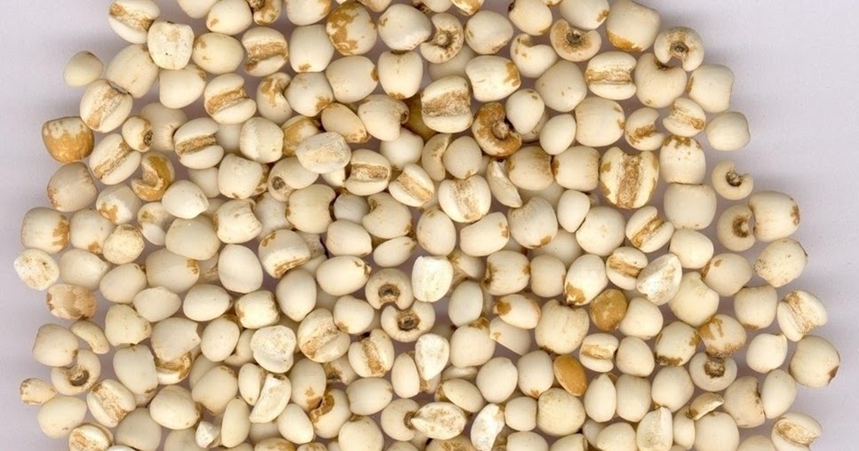 COIX SEED MANUFACTURERS: NEWS