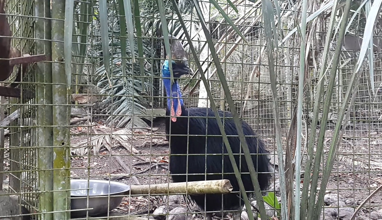 Mengenal Satwa Sambil Berwisata di PPS Tasikoki