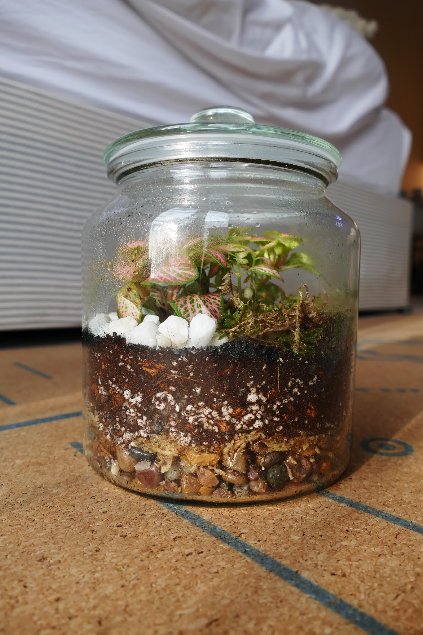 How To Build Your Own Terrarium At Home - DIY Terrariums Shop Review ...