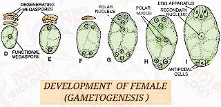 MEGASPOROGENESIS & MEGAGAMETOGENESIS