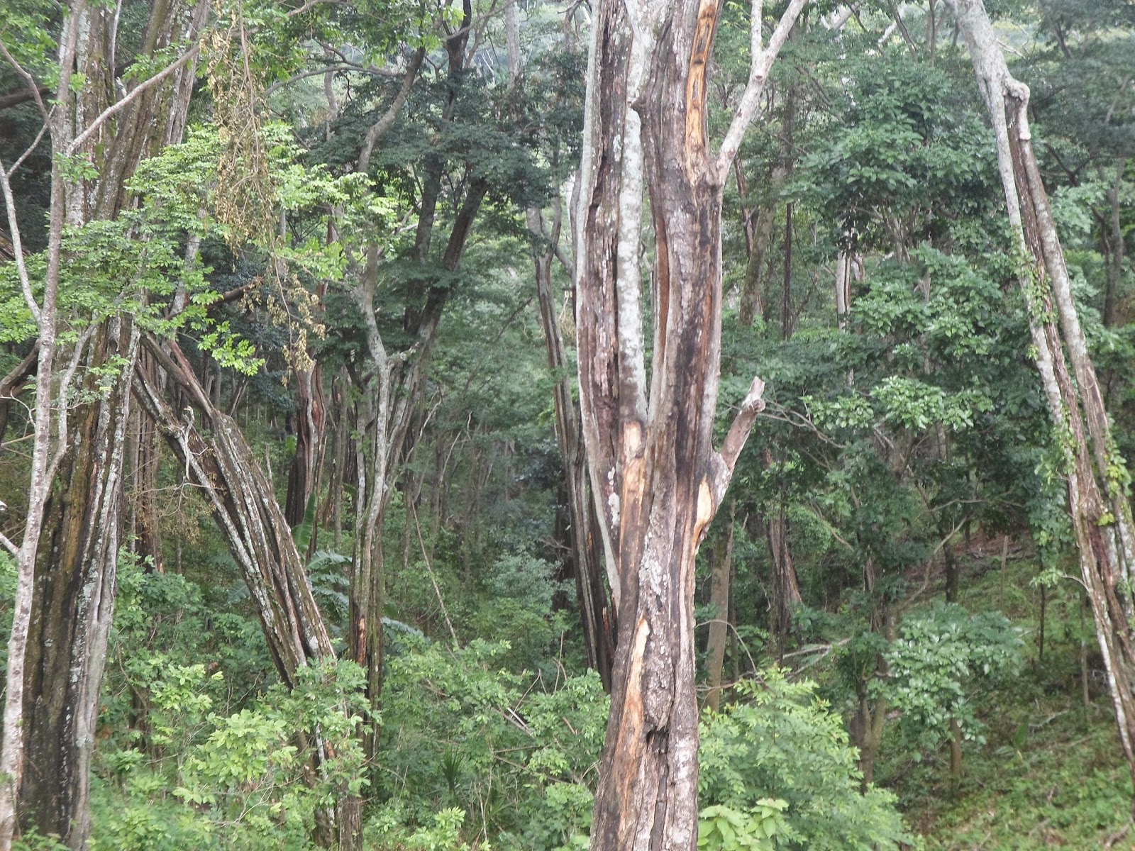 EL BÀLSAMO EN EL SALVADOR