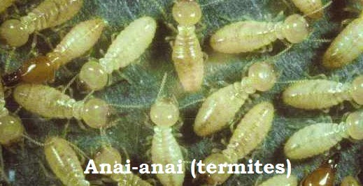 Petak Semai: ANAI-ANAI (Part 1)