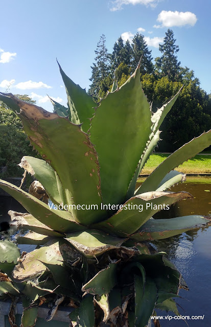 Vademecum Interesting Plants: Agave (soorten) - Agawa (gatunki)