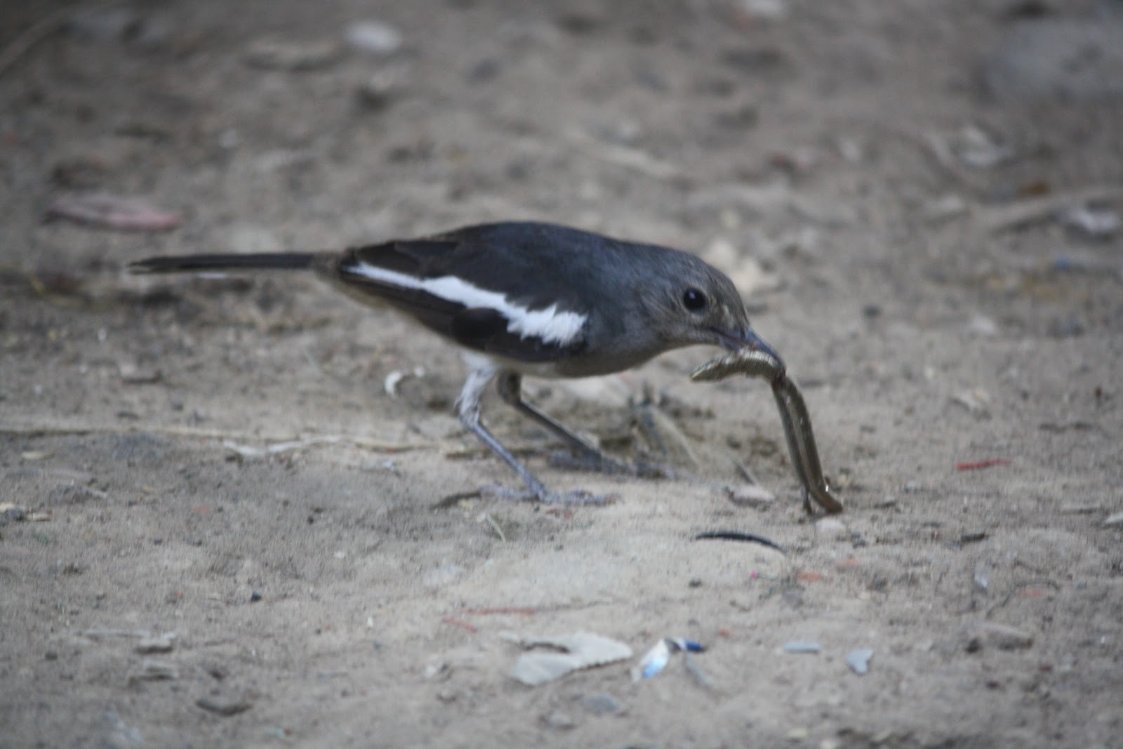 Birds in Delhi(India): Birds in Delhi