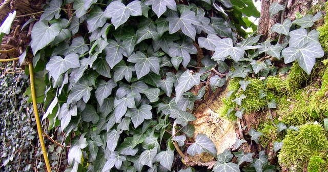 Le Lierre, symbole de l'Amitié et de l'Amour étouffant.Regards et Vie d ...