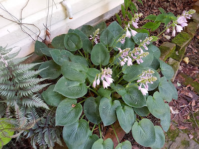 Future Plants by Randy Stewart: Hosta