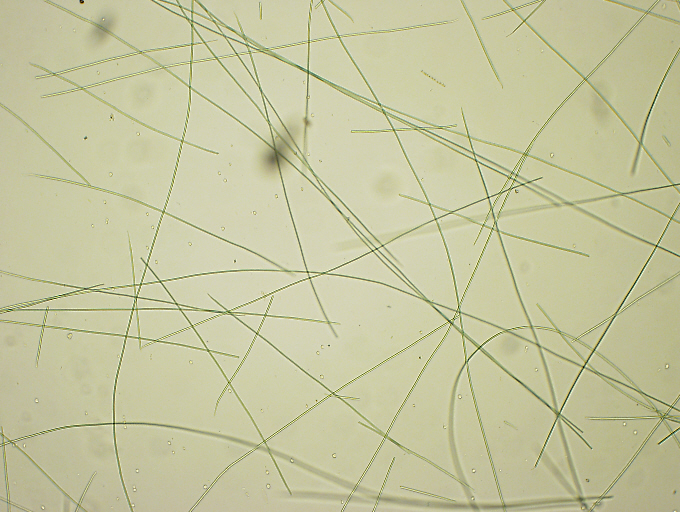 Two Years and Three Months of Cyanobacteria: Chapter VI-Appendix I ...