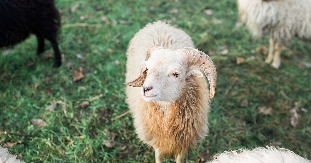 A New Rebirth: Animals Mentioned in On The Island