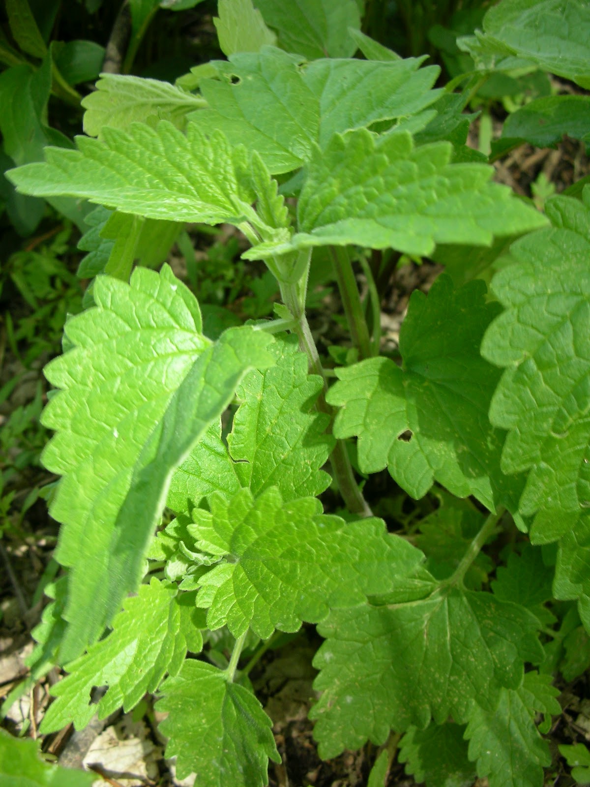 Luna Herb Co. » Smallpox