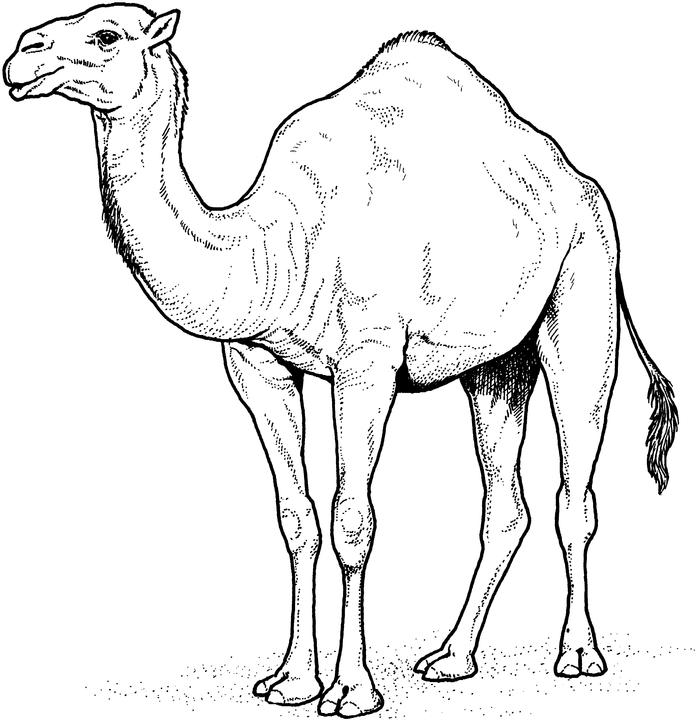 Imagenes de camellos para colorear - Imagui