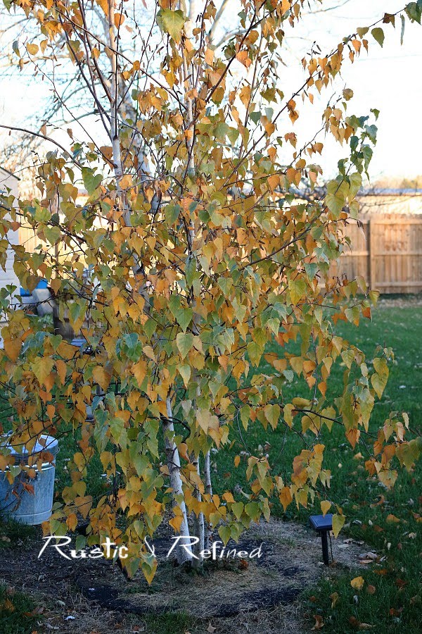 Fall Garden Tour | Rustic & Refined