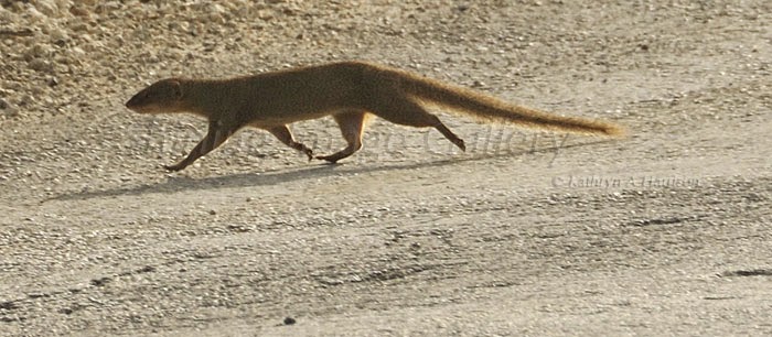 The Moores in the West Indies: Barbados - Some more this and that.