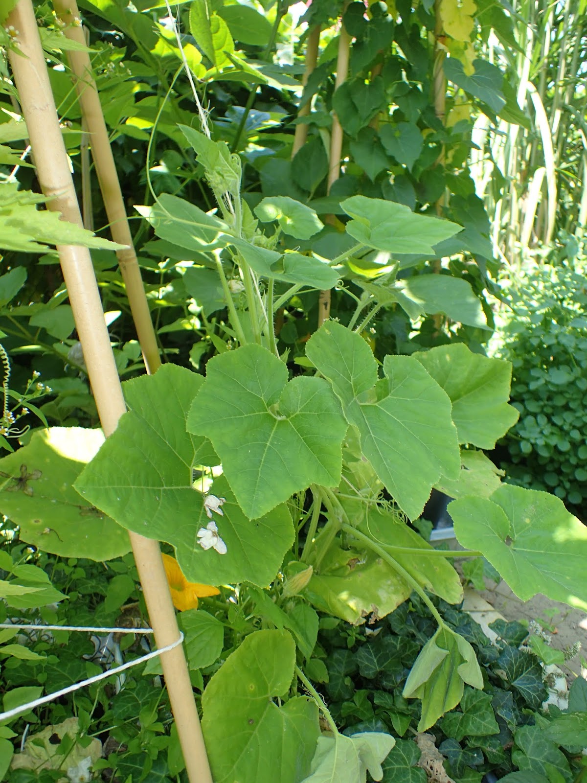 Scirpidiella's Plants: Wild squash species (Cucurbita sp. div.)