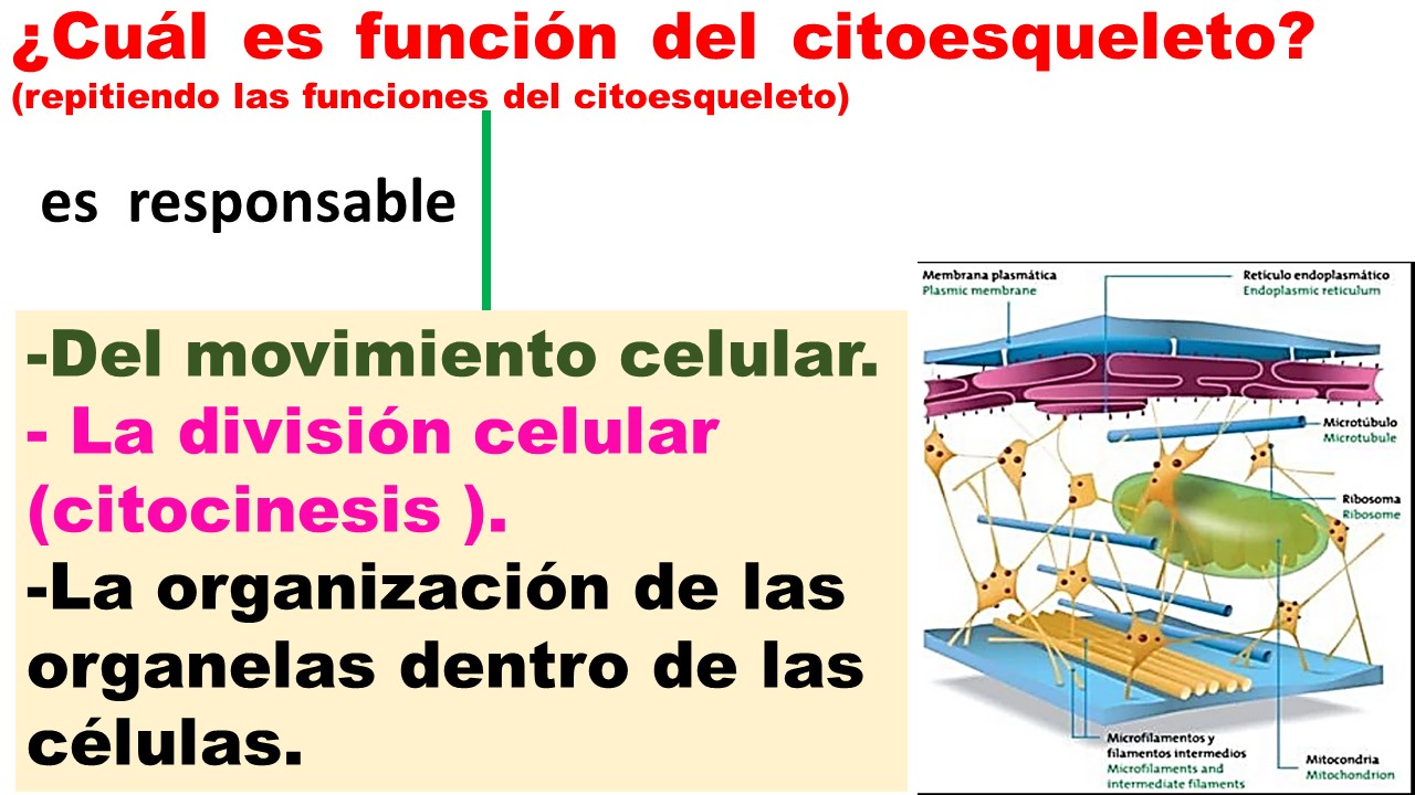 Qu Es El Citoplasma Funciones Estructura Y Caractersticas Estructura y ...