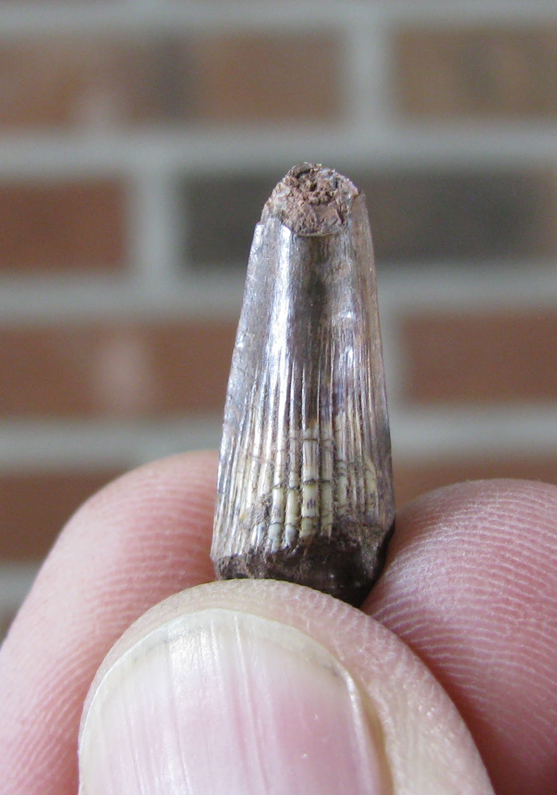 Views of the Mahantango: Hyneria lindae tooth from the Catskill formation