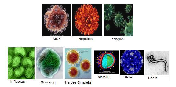 Ciri, Struktur, Peran, dan Macam-Macam Virus Pada Manusia,Hewan dan ...