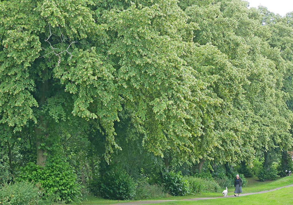 CABINET OF CURIOSITIES: Lime blossom