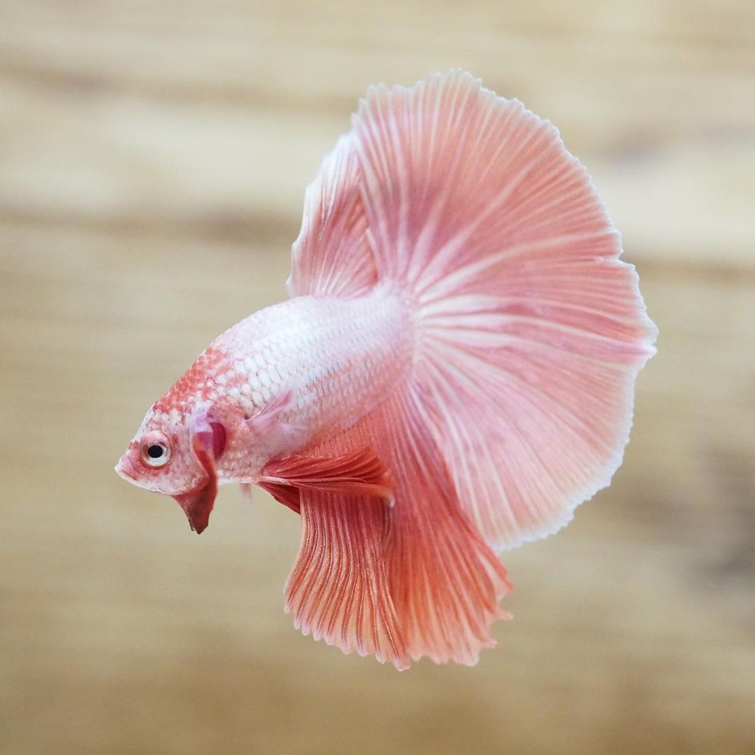 A Perfect Soft Orange Halfmoon Tail Dragon Betta Fish